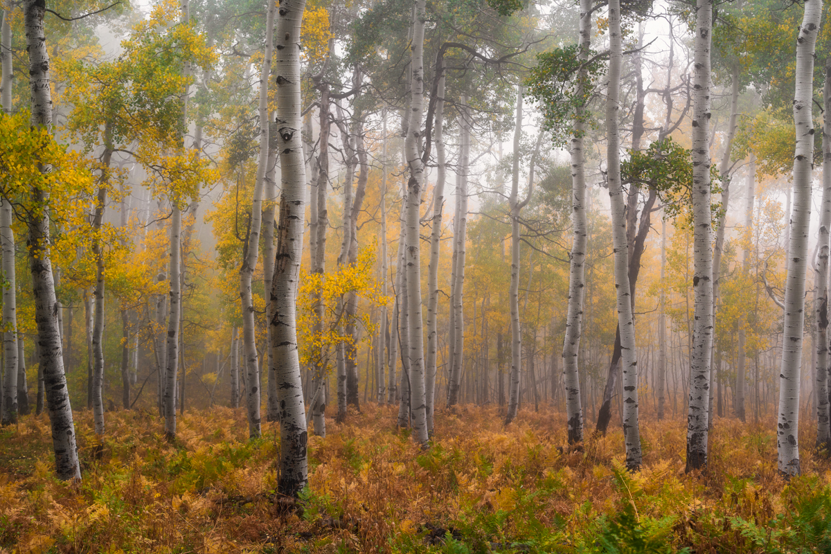 Colorado Fall 2024 - 10/5-10/9 (SOLD OUT) | Lawrence Leyderman Photography